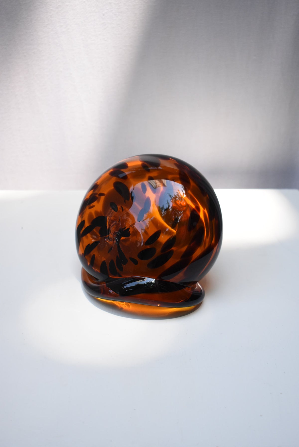 Tortoise Glass Shell | designers collab.