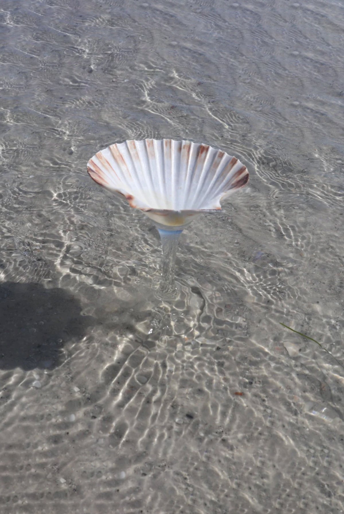 Seashell Glass | designers collab.